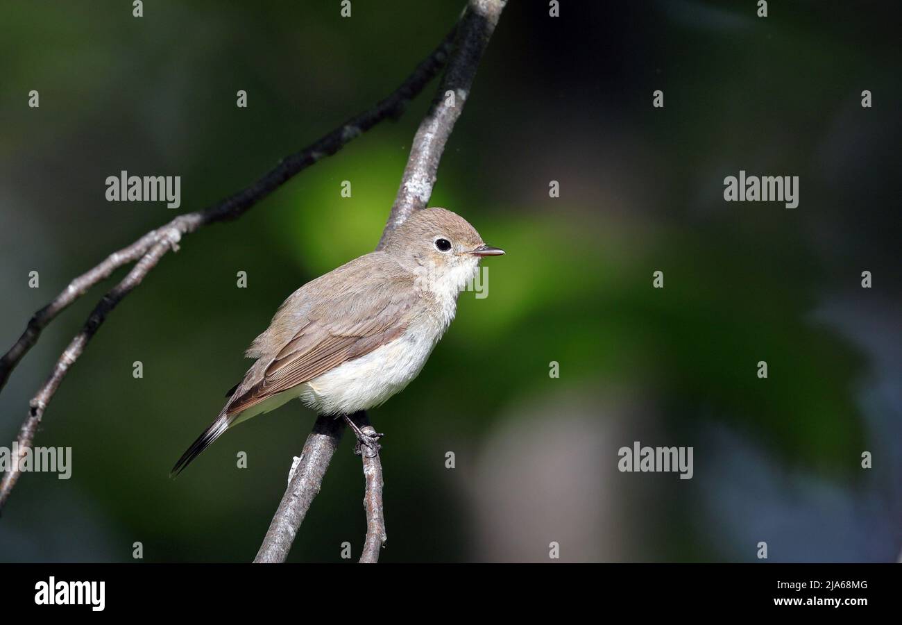 Red-breasted flycatcher, Ficedula parva close up on twig Stock Photo ...