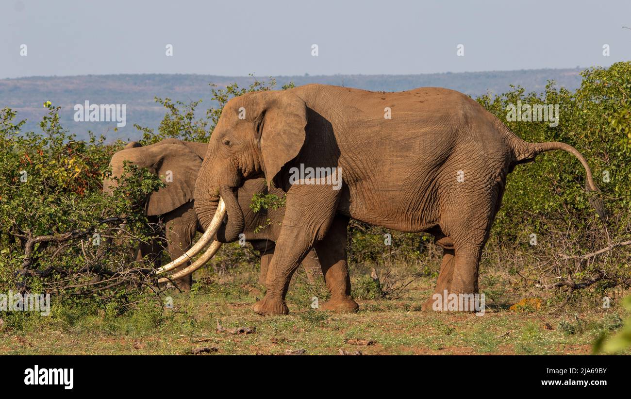 A large African elephant isolated in the wilderness Stock Photo - Alamy