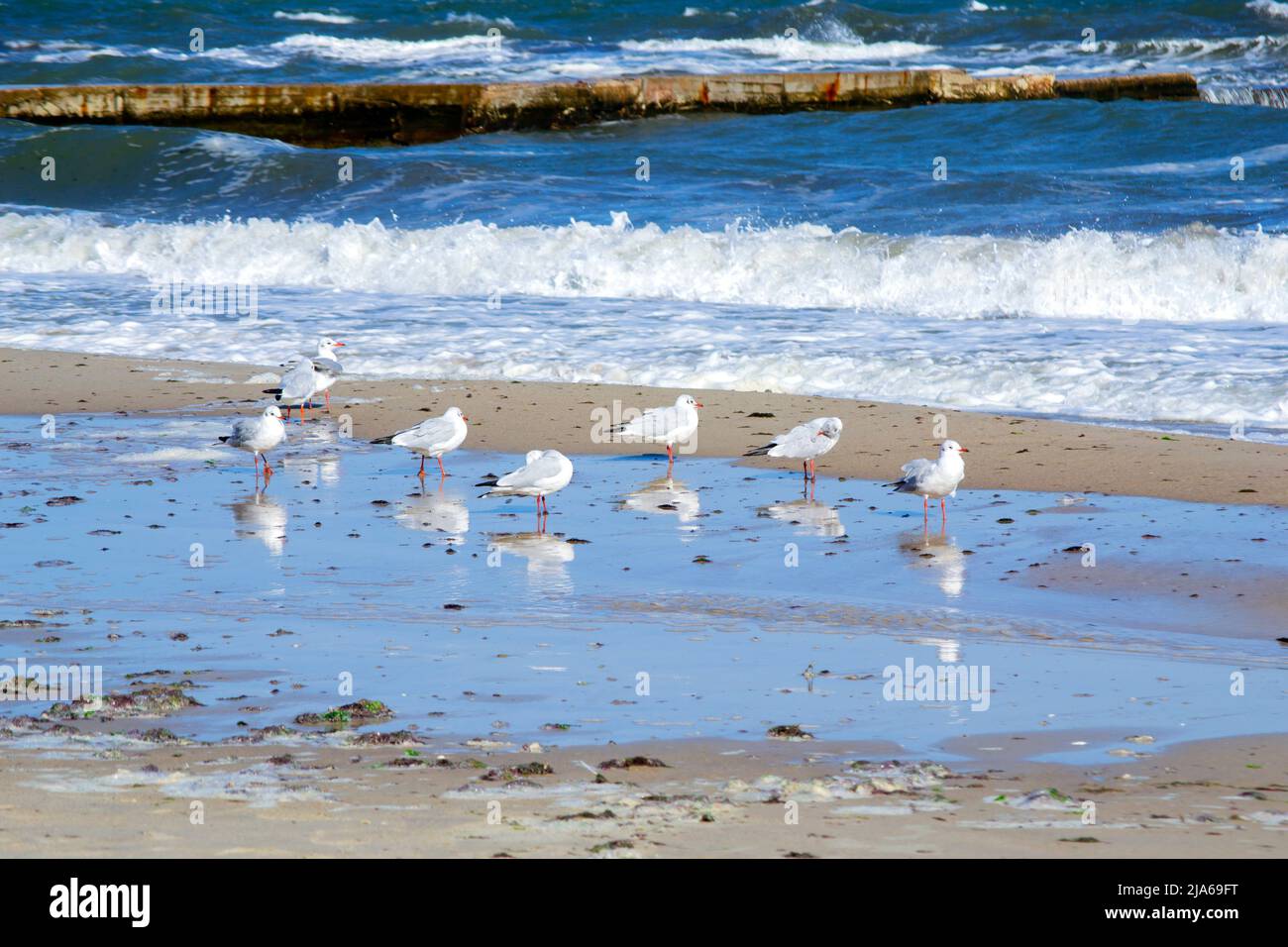 Many white sea gulls on the sandy beach of the sea shore on a sunny day ...