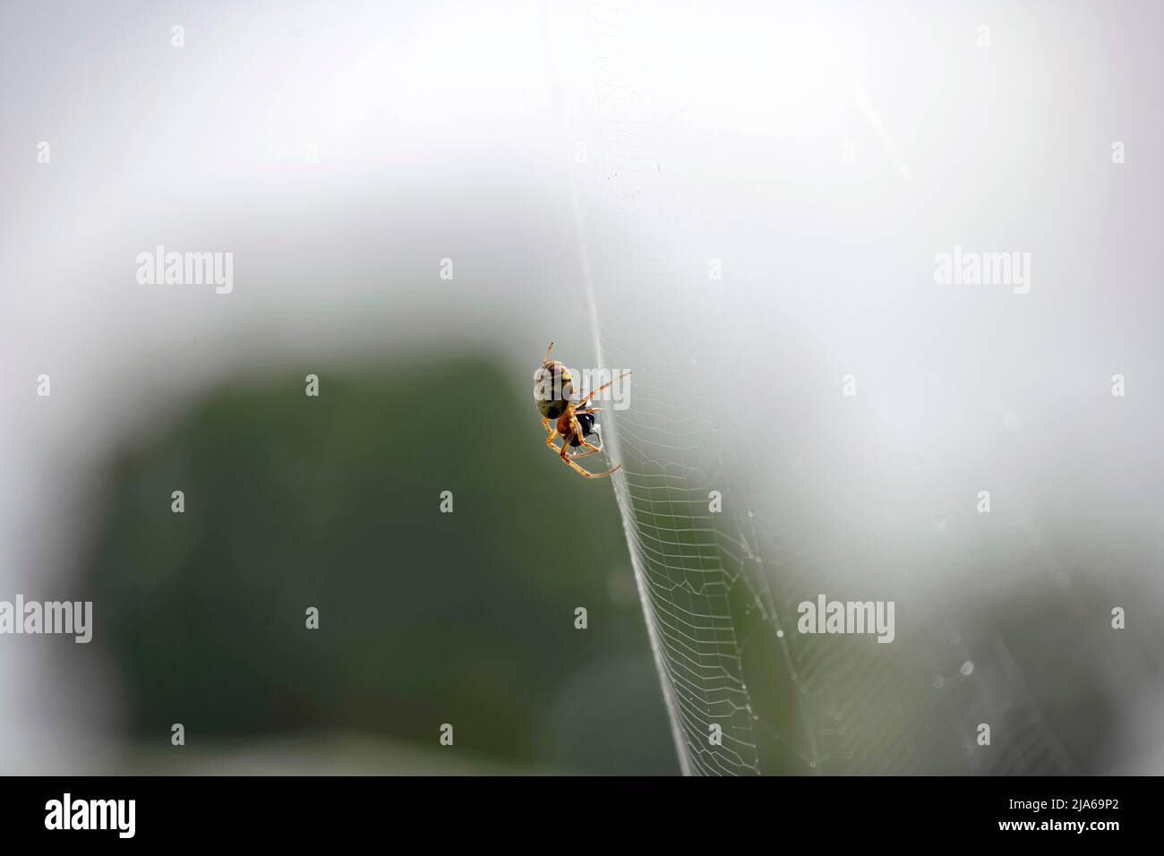 An Australian Garden Orb Weaver Spider (Argiope catenulata) with prey ...