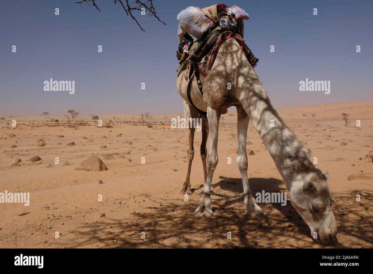 Camel feeding in the West African part of the Sahara Desert Stock Photo ...
