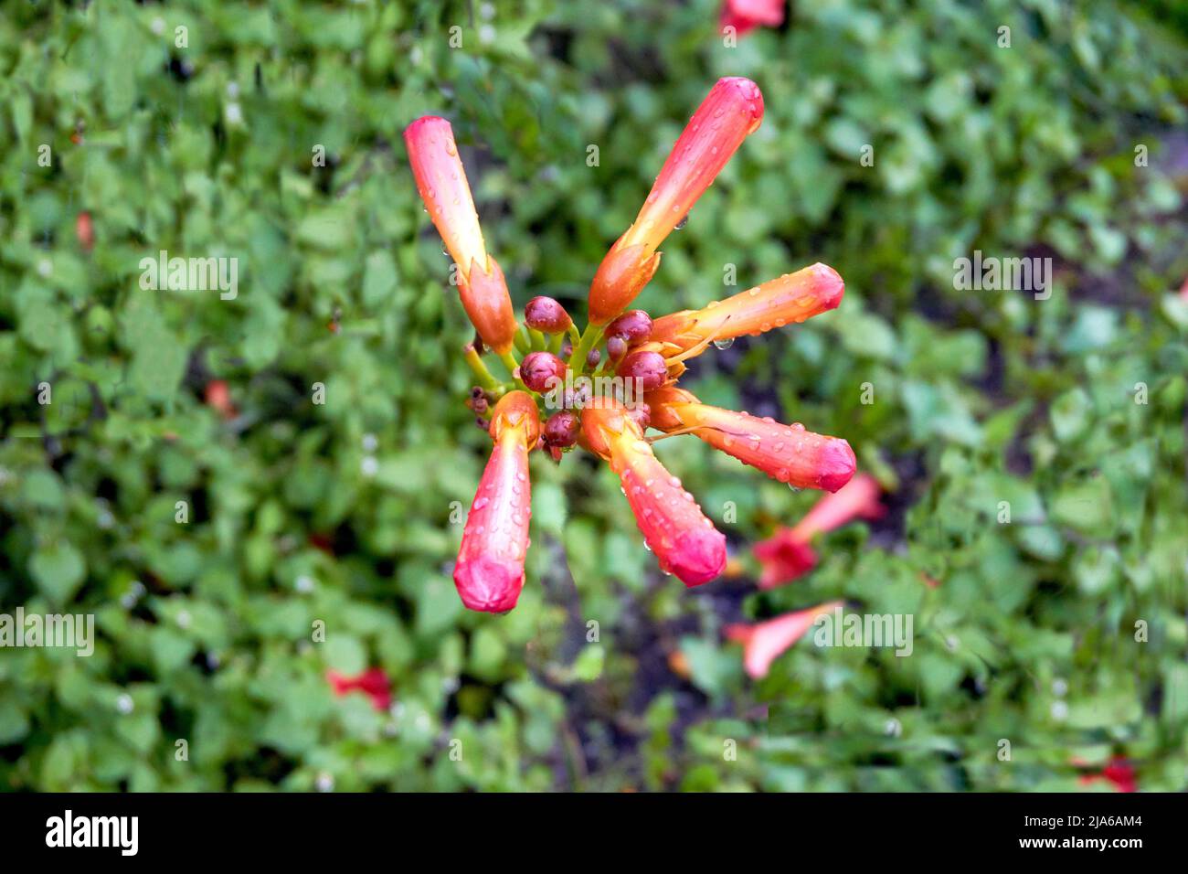Red strict fower trumpet vine under light rain among greenery Stock ...