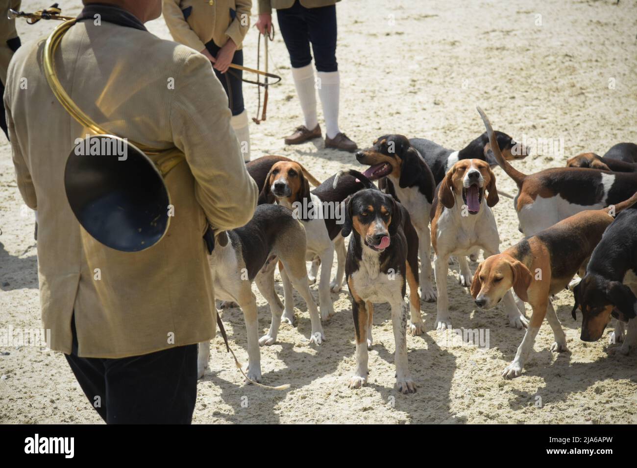view on a demonstration of hunting with hounds in the forest of ...
