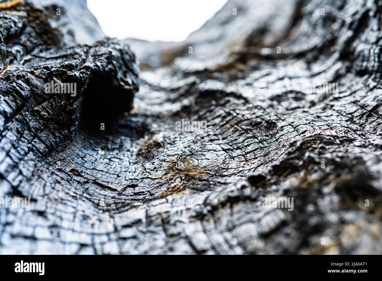 texture shot of inside of a tree Stock Photo - Alamy