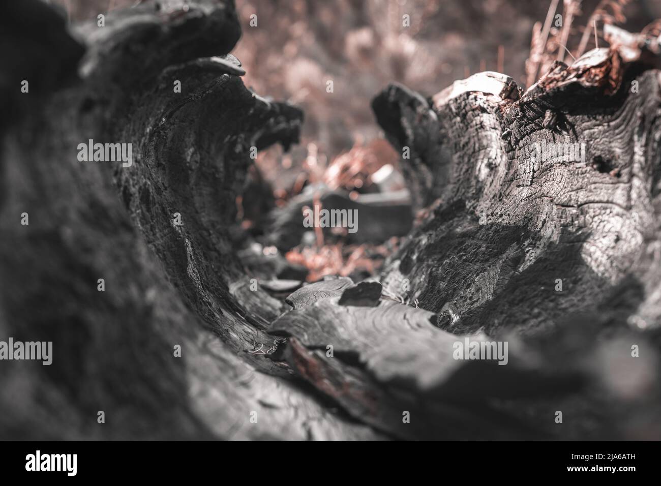 Hollowed out tree hi-res stock photography and images - Alamy