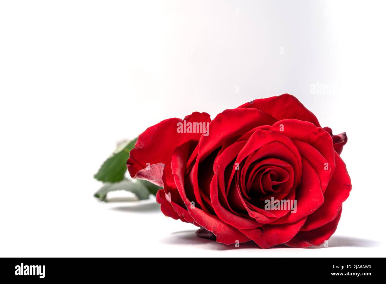 Beatiful bouquet of red roses flowers on white background, horizontal ...