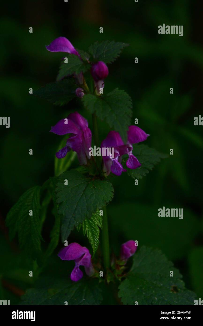 Forest petals hi-res stock photography and images - Alamy