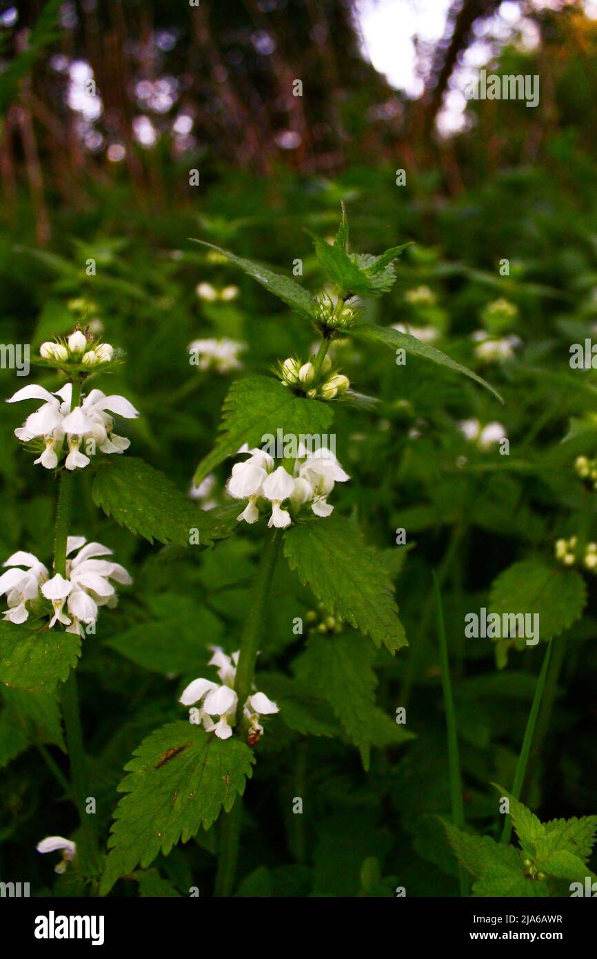 Blooming dead nettle in wet forest Stock Photo - Alamy