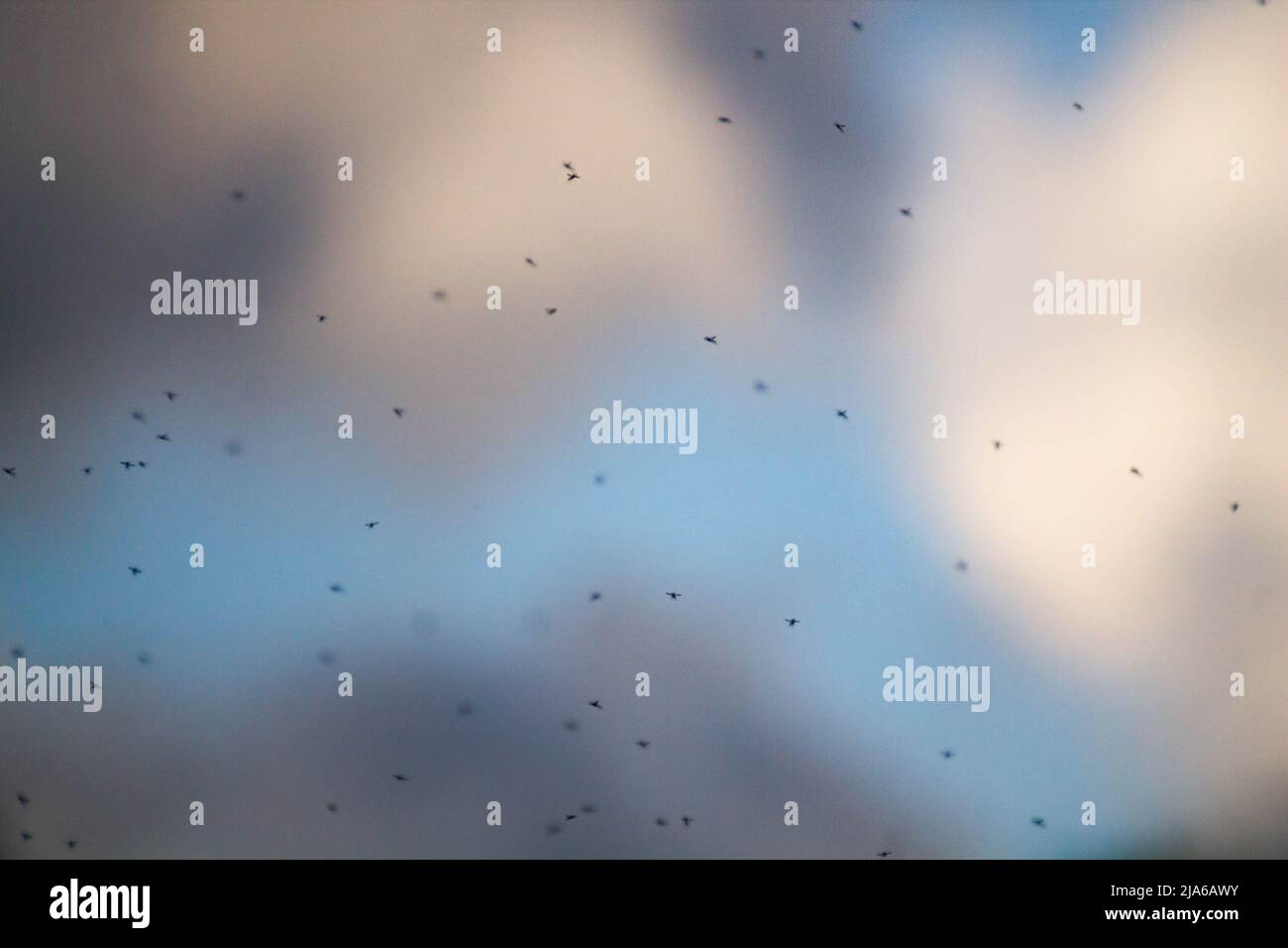 Swarm of mosquitos Stock Photo - Alamy
