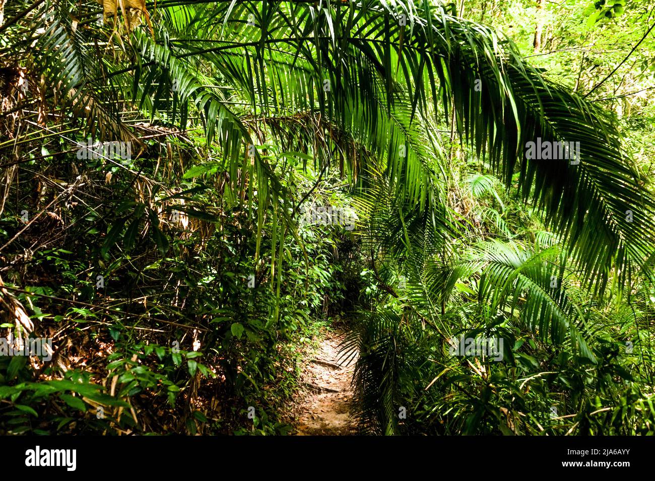 Jungle path hi-res stock photography and images - Alamy