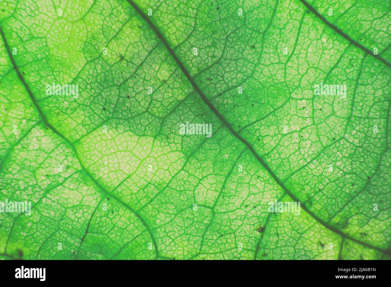 Microscopic Patterns In Nature