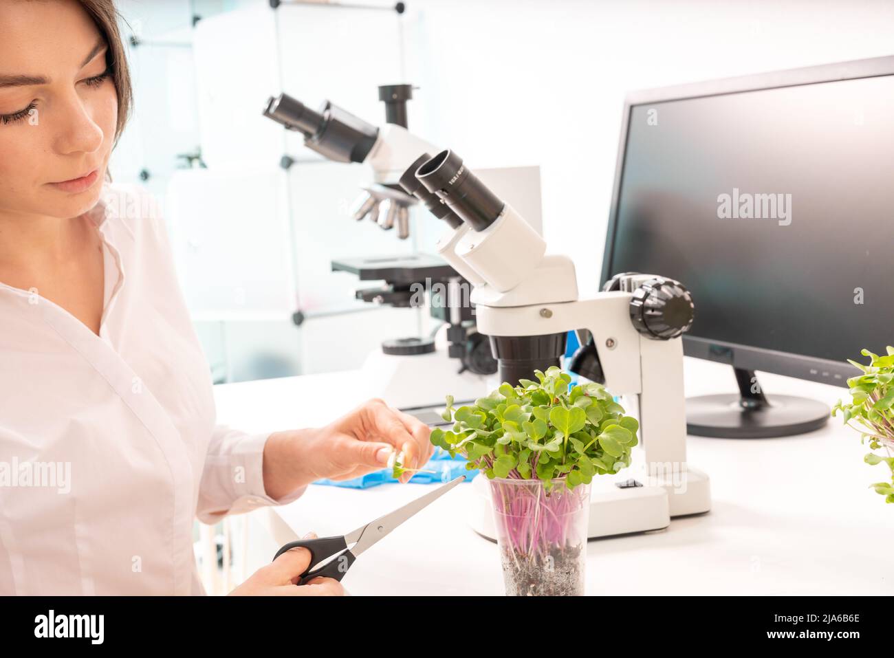 Inspection of the quality of agricultural seeds. Checking the quality ...