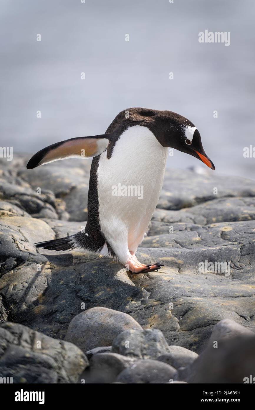 Waddles when walking hi-res stock photography and images - Alamy