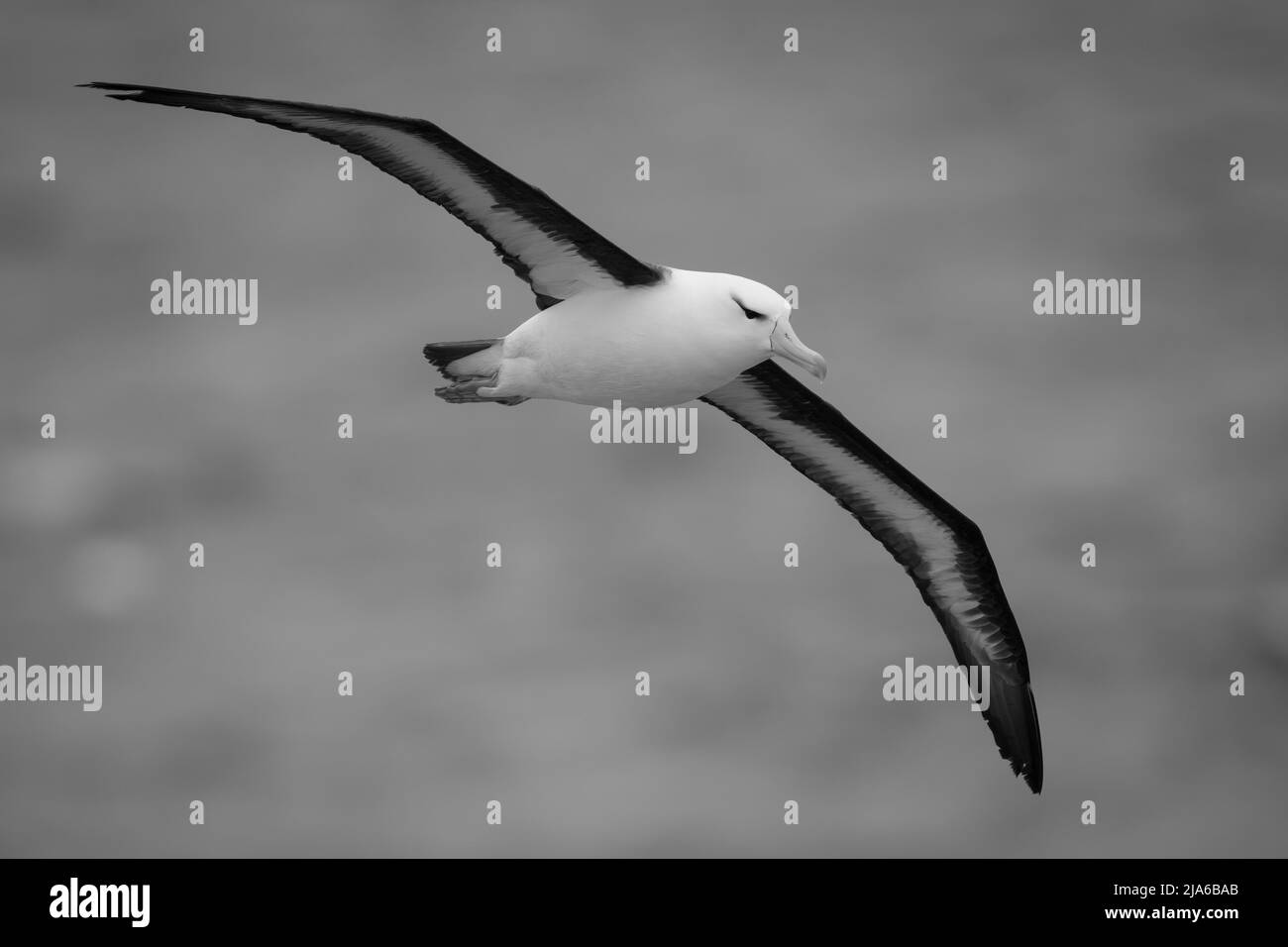 A black-browed albatross glides from left to right above a greyish-blue ...
