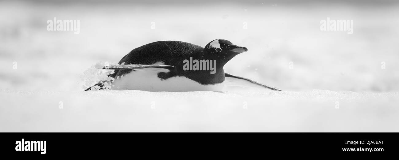 A gentoo penguin is sliding down an icy slope on its belly, throwing up ...