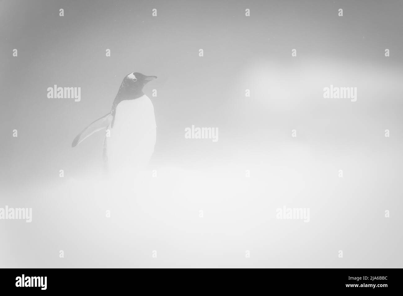 A gentoo penguin stands in profile in the snow, holding its flipper out ...