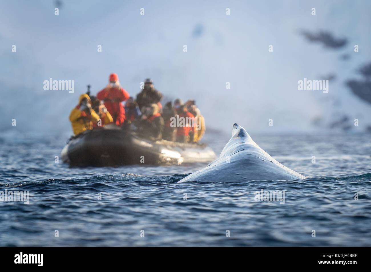 Humpback whale surfaces beside photographers in inflatable Stock Photo ...