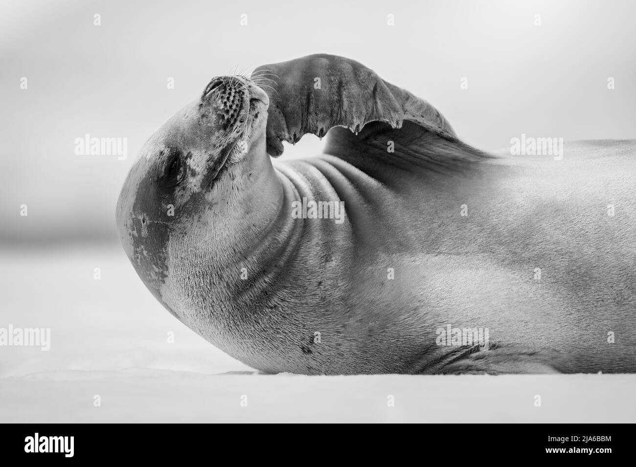 A crabeater seal lies on its side on an ice floe, raising its head a ...