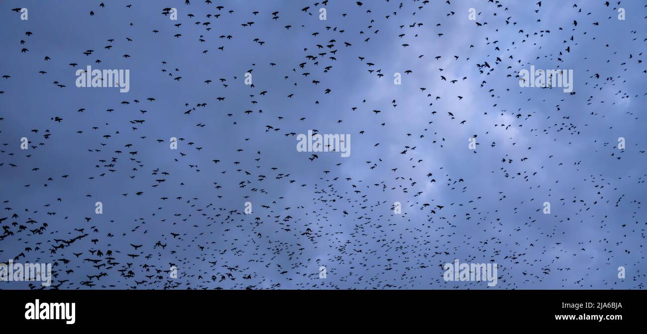 flock of birds silhouette, bottom view Stock Photo - Alamy