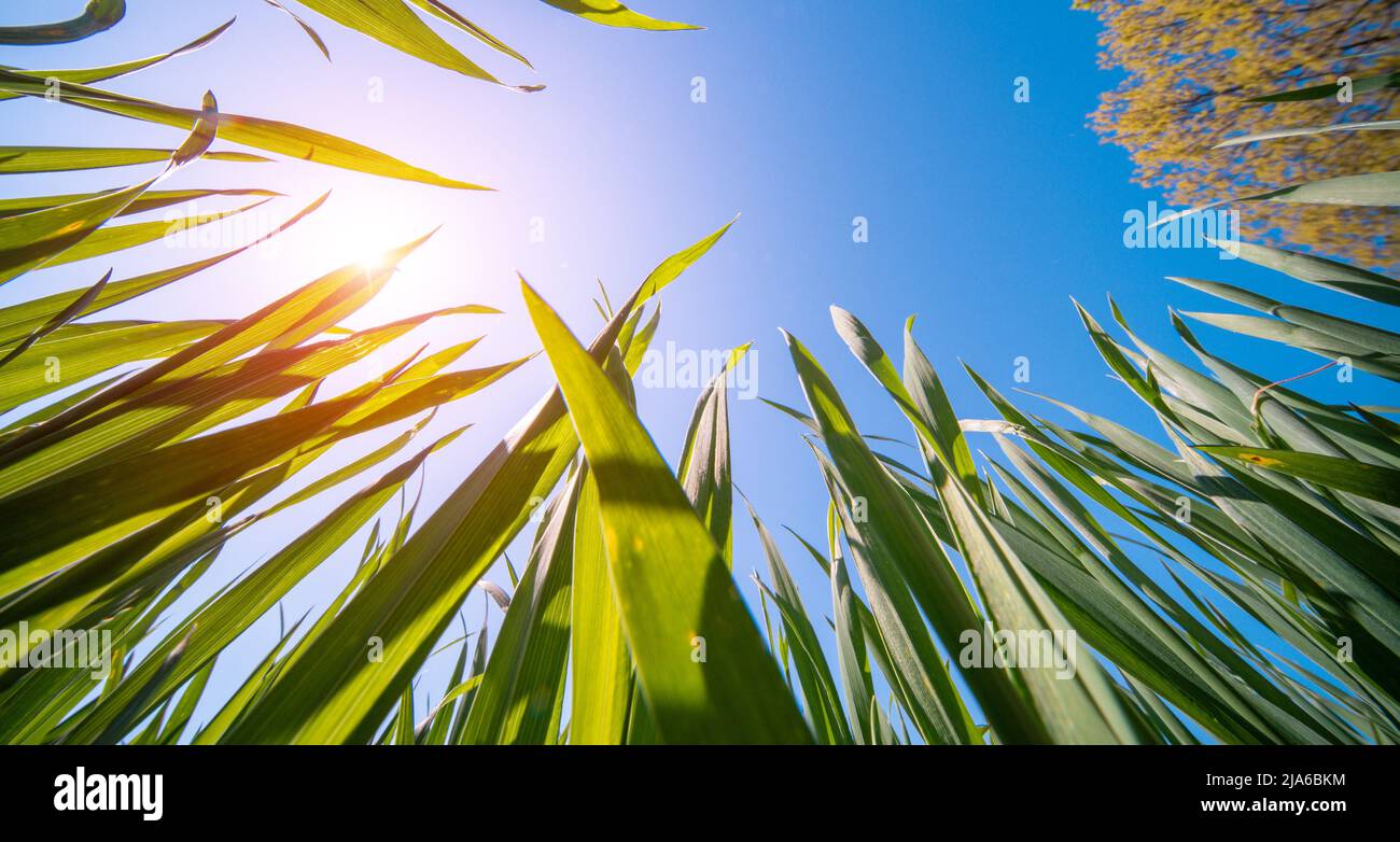 ant point of view view of green grass and blue sky with sun Stock Photo - Alamy
