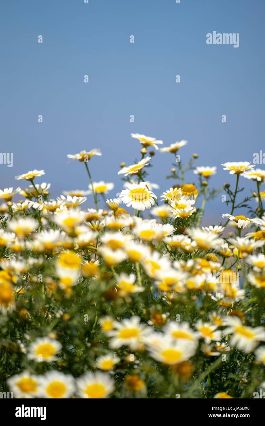Wildflower yellow flower greece hi-res stock photography and images - Alamy