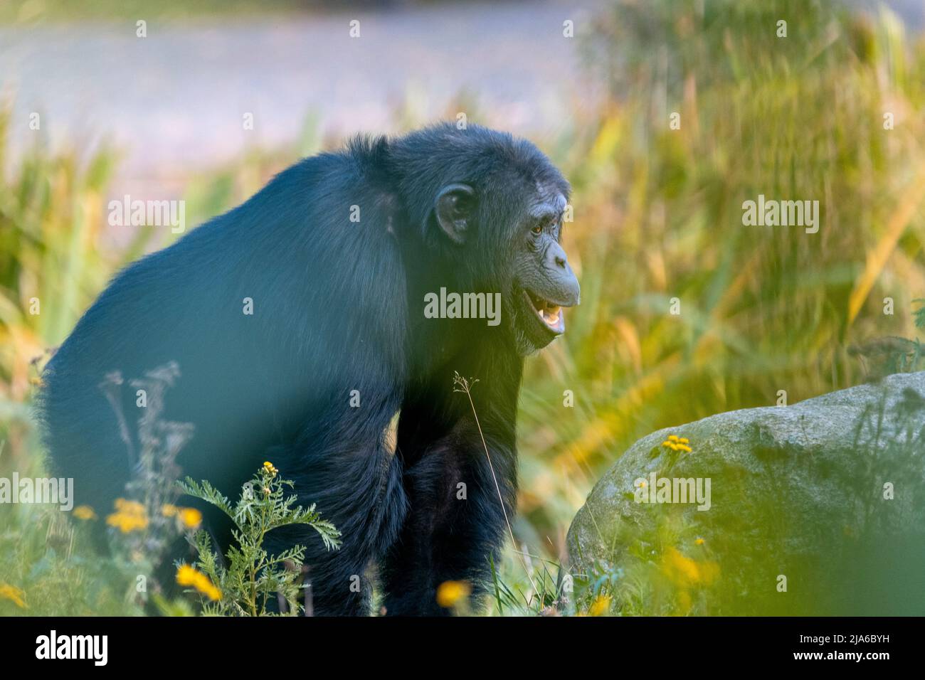 Monkey waking between tree branches and plant bushes and flowers Stock ...
