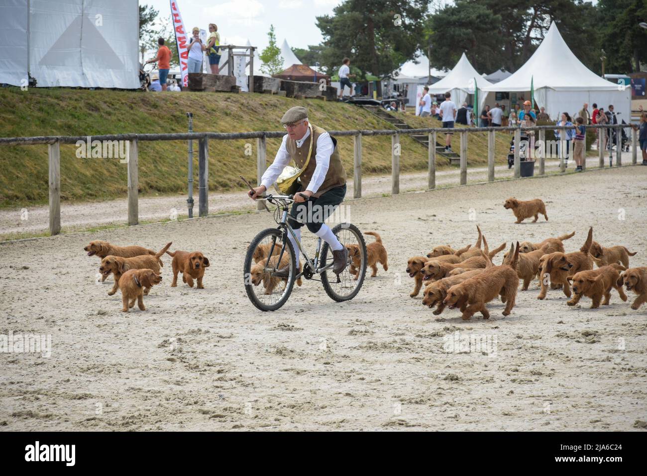 Fontainebleau - France - May 2022: demonstration of hunting with hounds ...