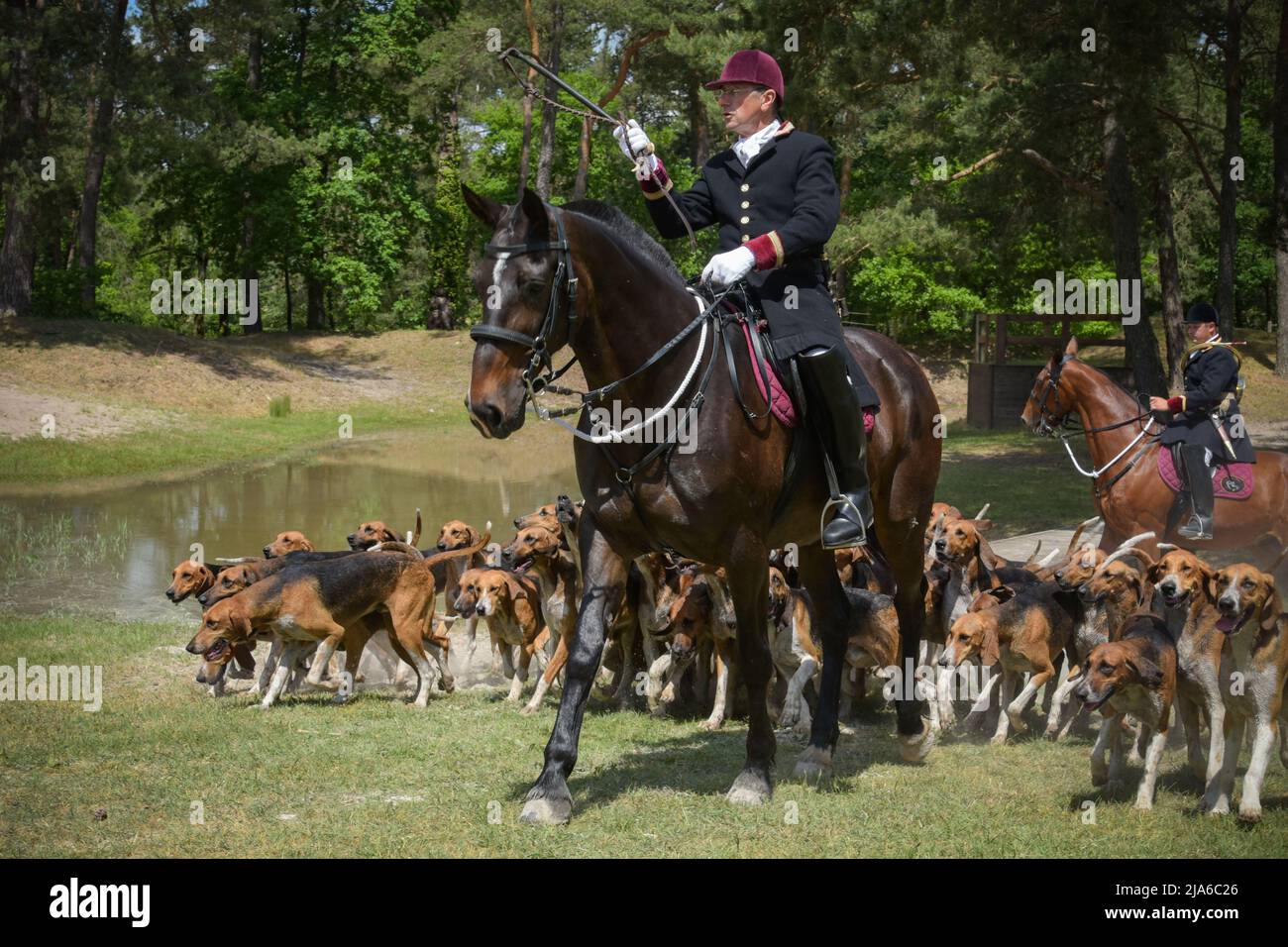 Fontainebleau - France - May 2022: demonstration of hunting with hounds ...