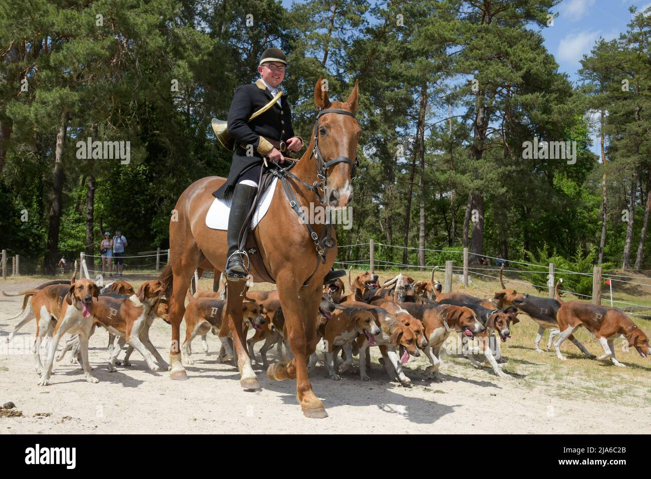 Fontainebleau - France - May 2022: demonstration of hunting with hounds ...