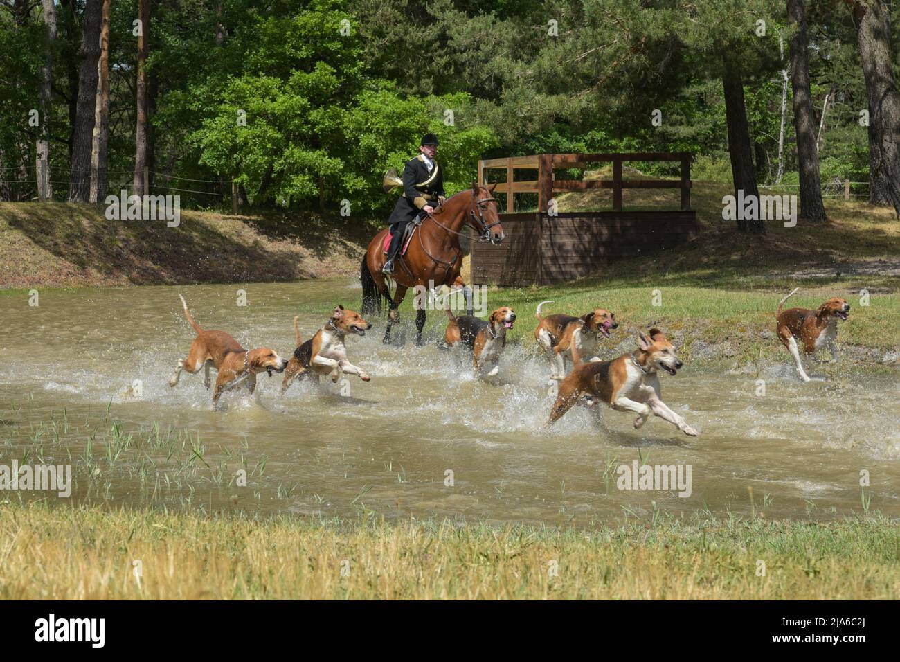 Fontainebleau - France - May 2022: demonstration of hunting with hounds ...