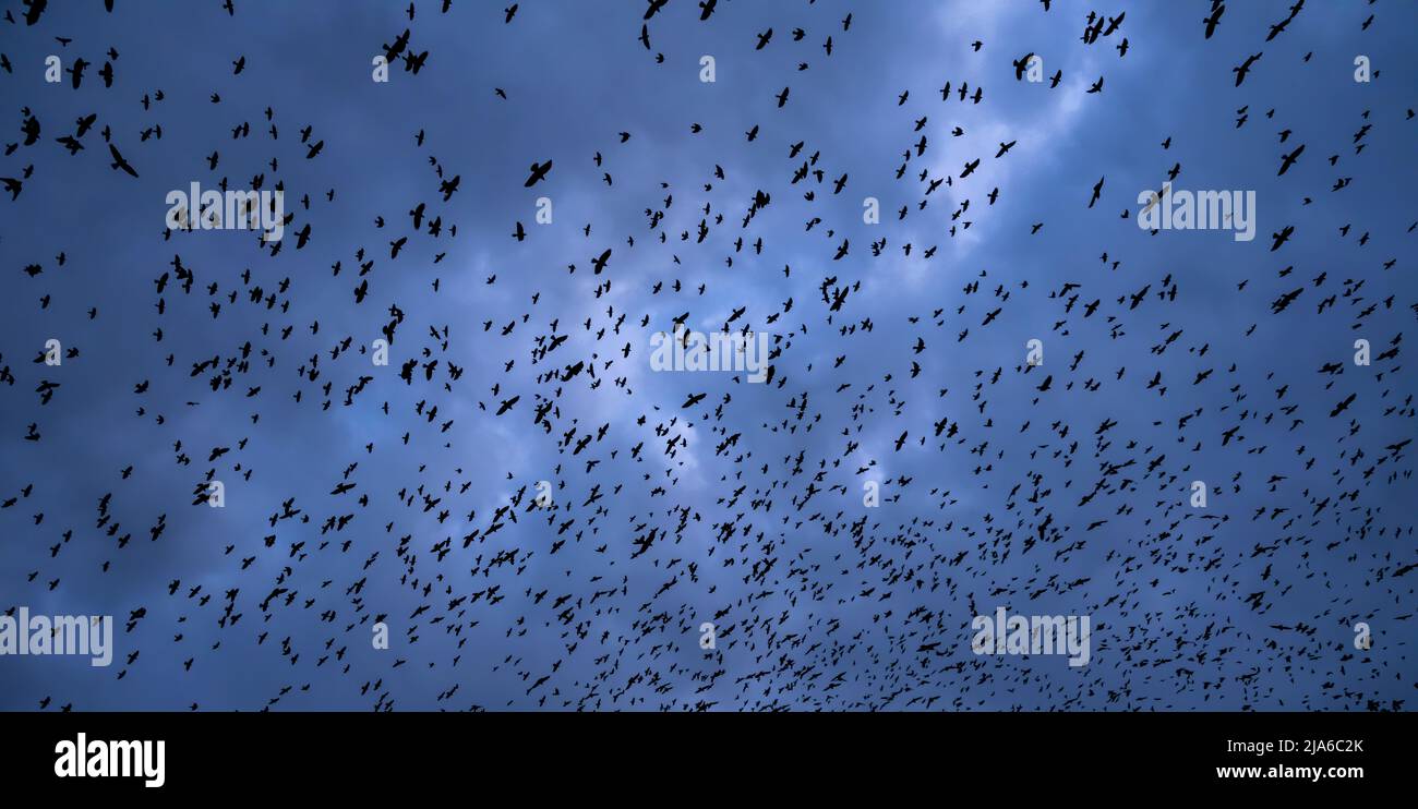 flock of birds silhouette, bottom view Stock Photo - Alamy