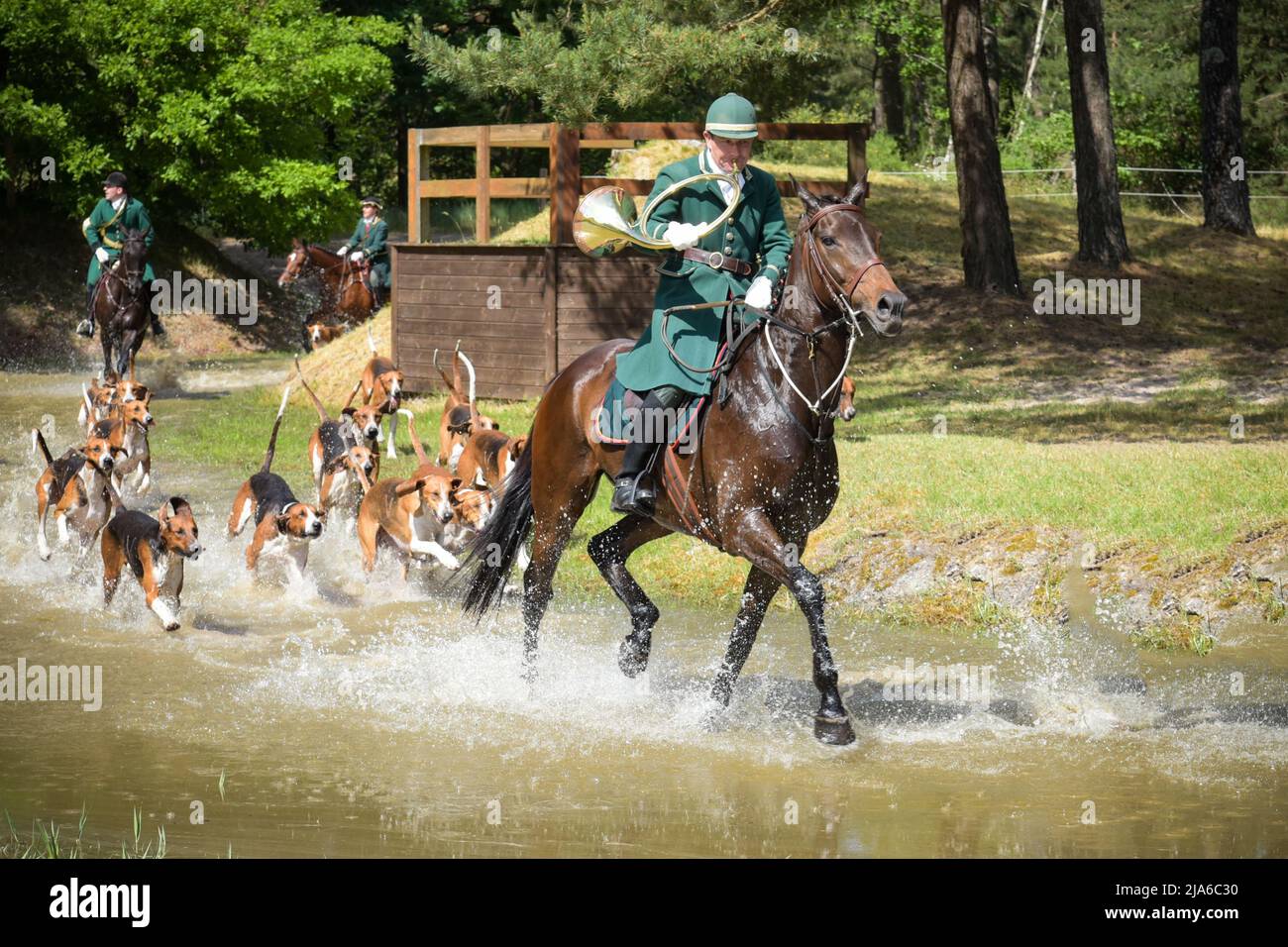 Fontainebleau - France - May 2022: demonstration of hunting with hounds ...
