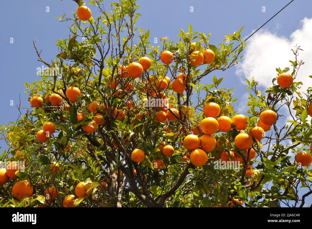 An orange tree in Portugal Stock Photo - Alamy