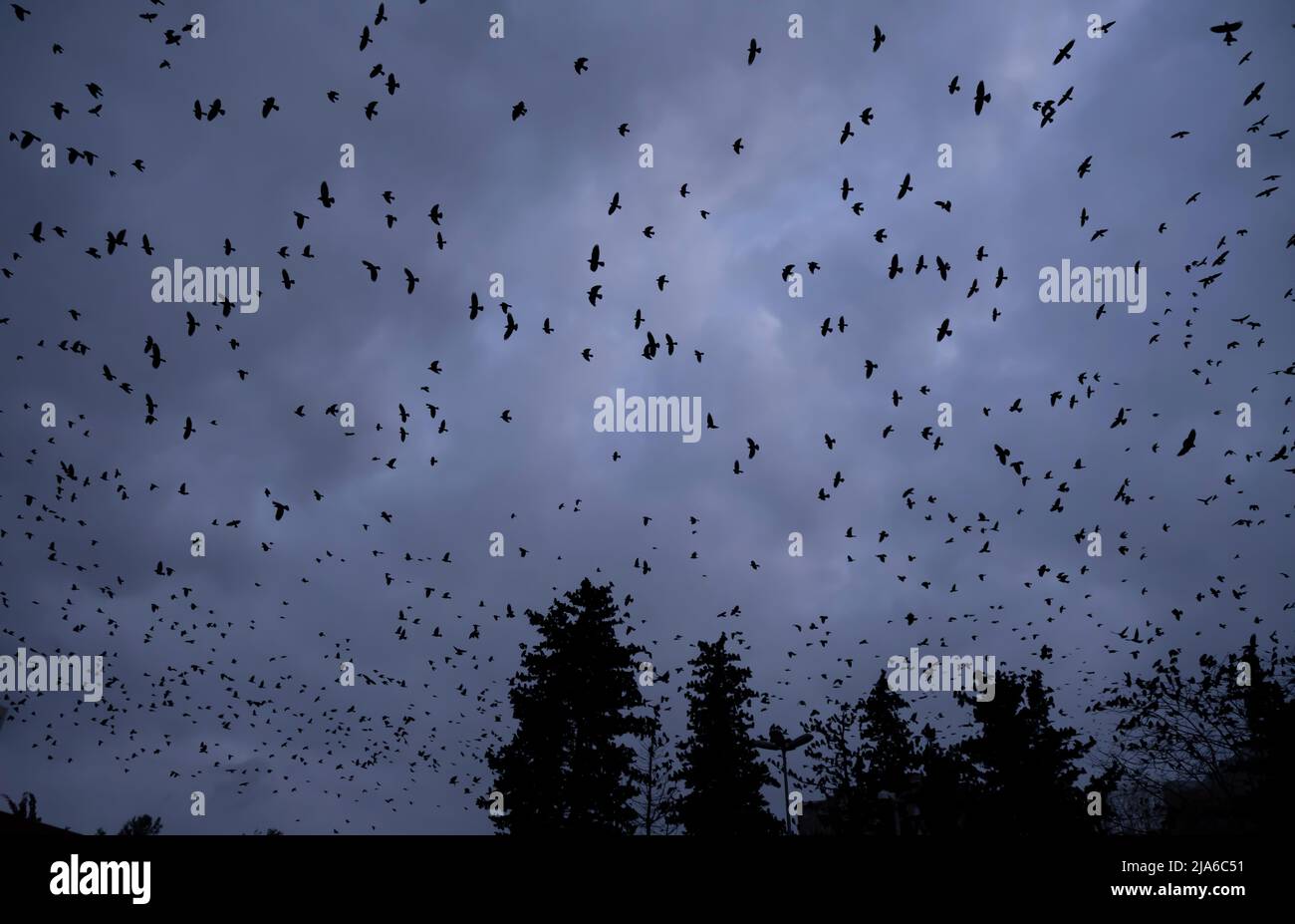 flock of birds silhouette, bottom view Stock Photo - Alamy