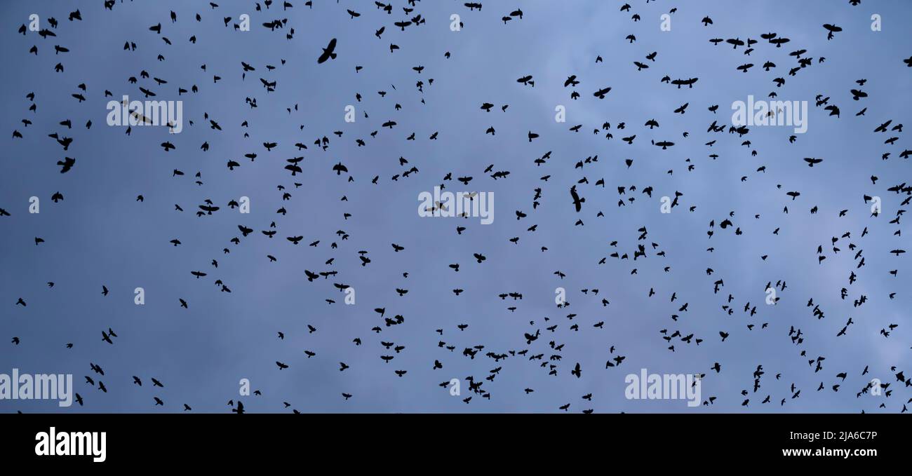 Pigeons flying dubrovnik hi-res stock photography and images - Alamy