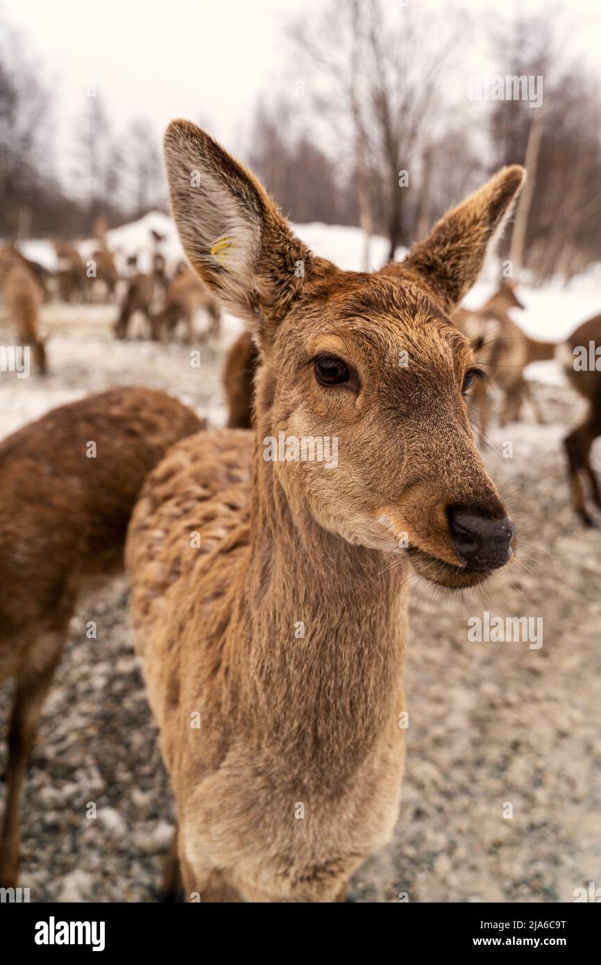 A herd of spotted reindeer in their natural habitat walks through the ...
