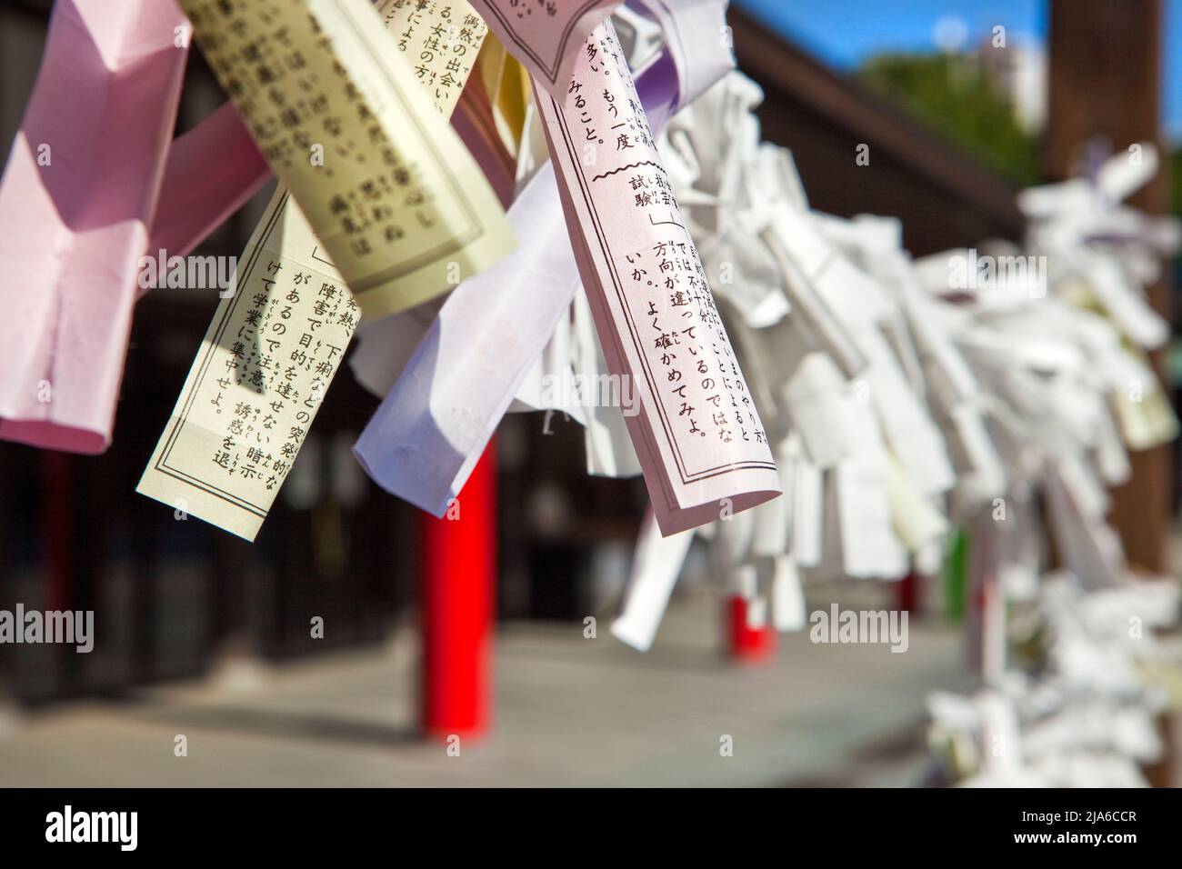 Close up of o-mikuji hanging paper fortunes, at Hakozaki Shrine in ...