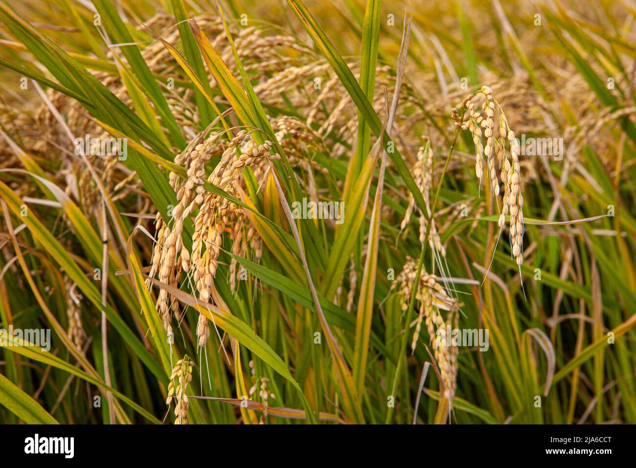 Close up of golden rice stalks in a field in rural Tosu Saga, Japan ...