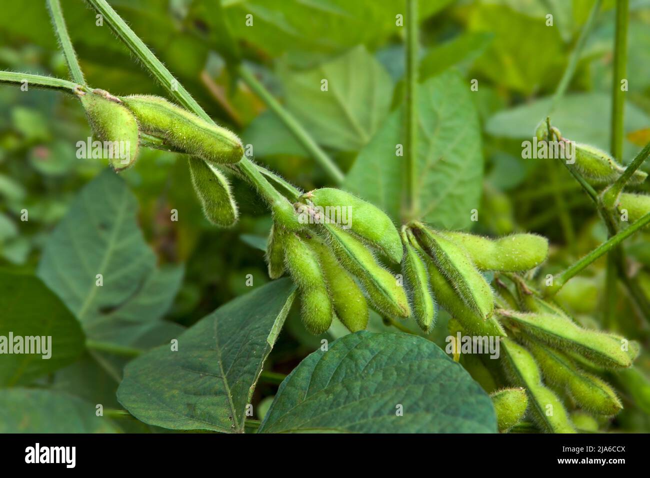 Tosu saga hi-res stock photography and images - Alamy