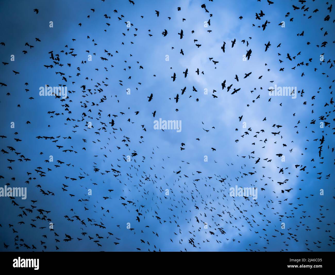 flock of birds silhouette, bottom view Stock Photo - Alamy