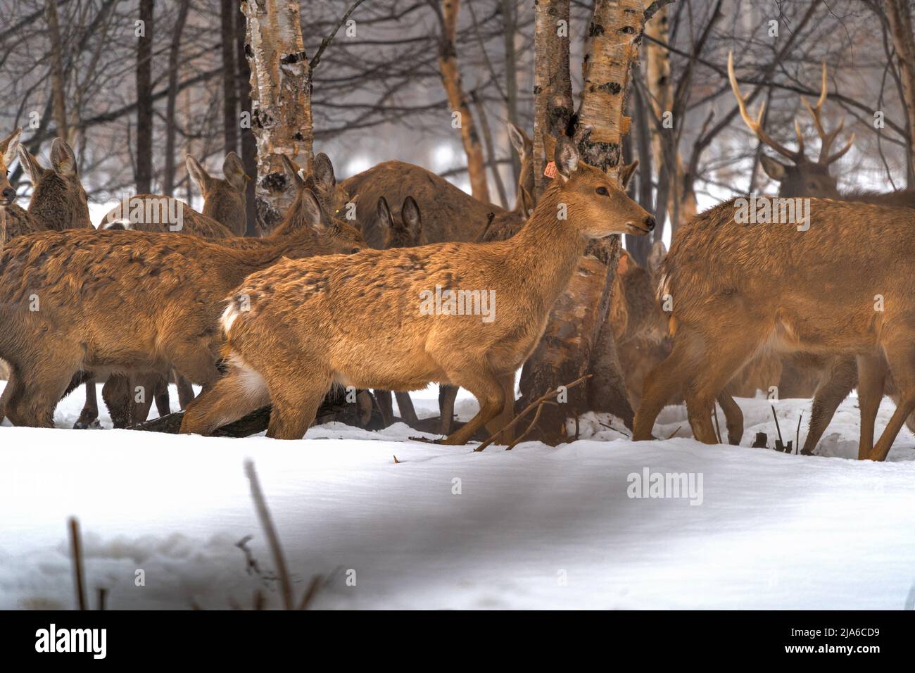 A herd of spotted reindeer in their natural habitat walks through the ...