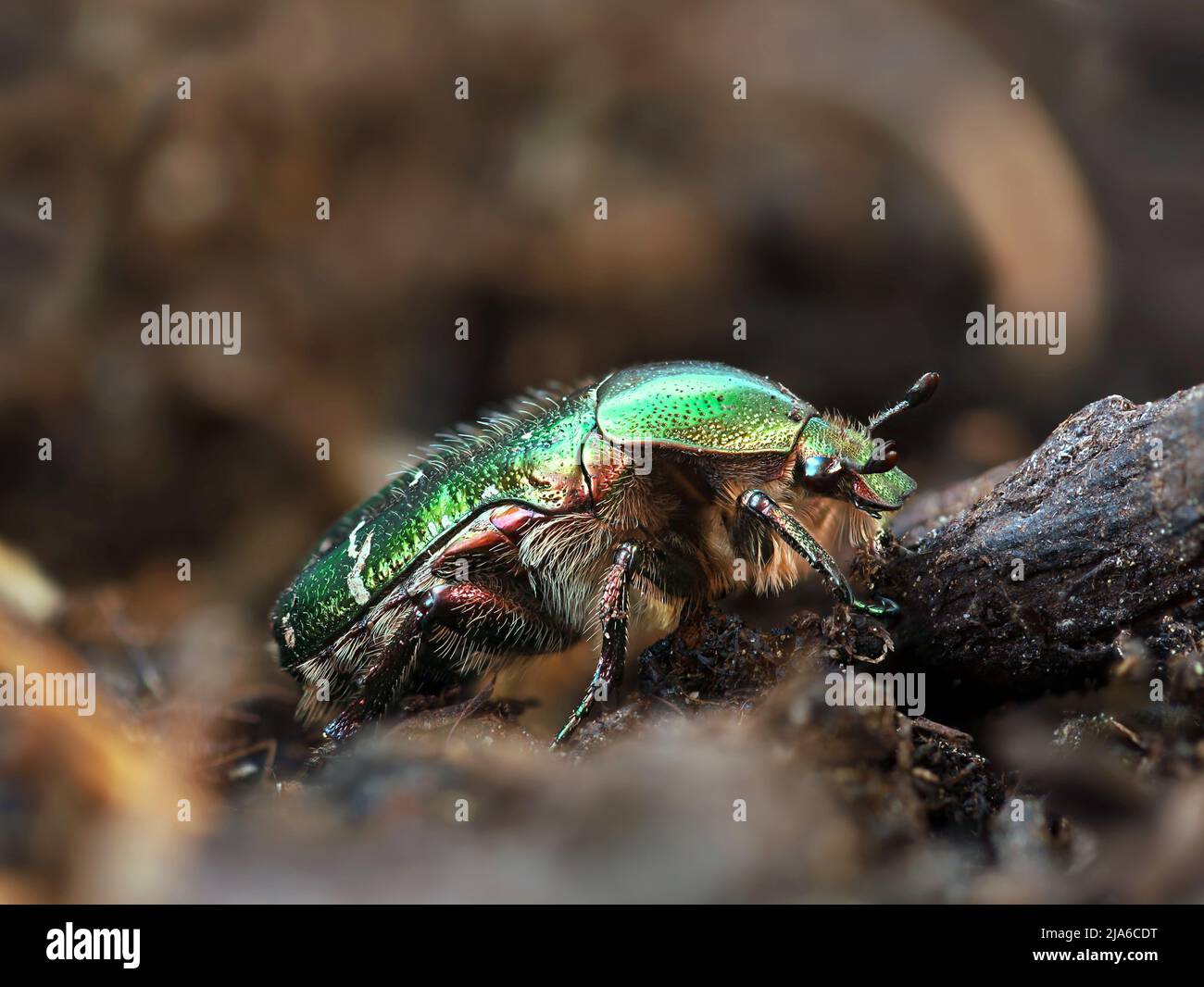 Golden chaffer beetle hi-res stock photography and images - Alamy