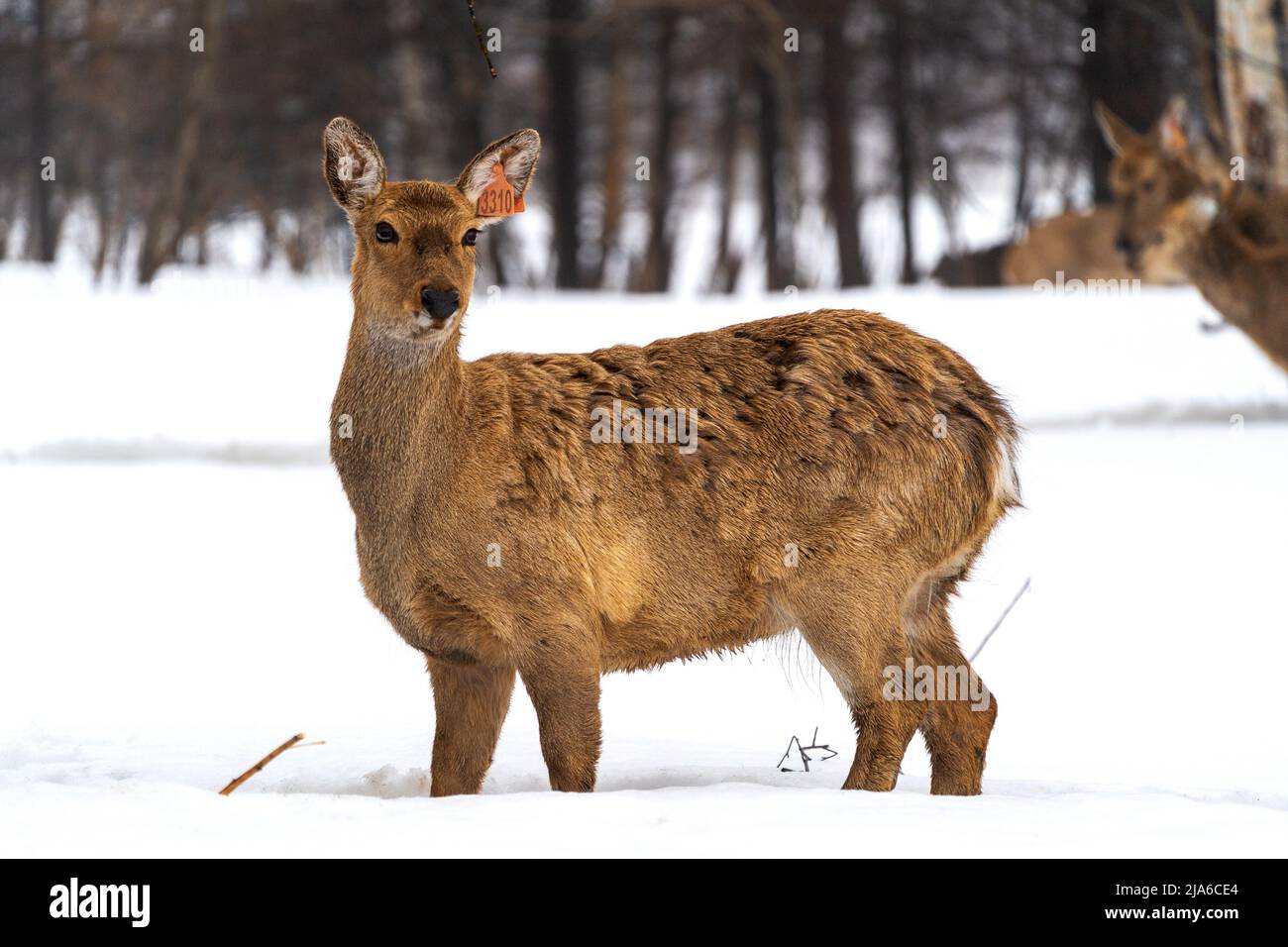 A spotted reindeer in their natural habitat walks through the snow in ...