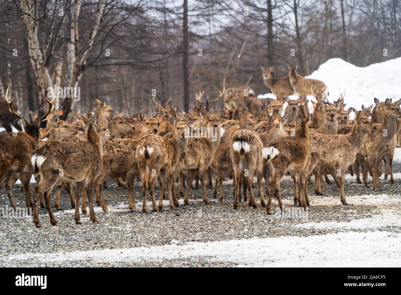 A herd of spotted reindeer in their natural habitat walks through the ...