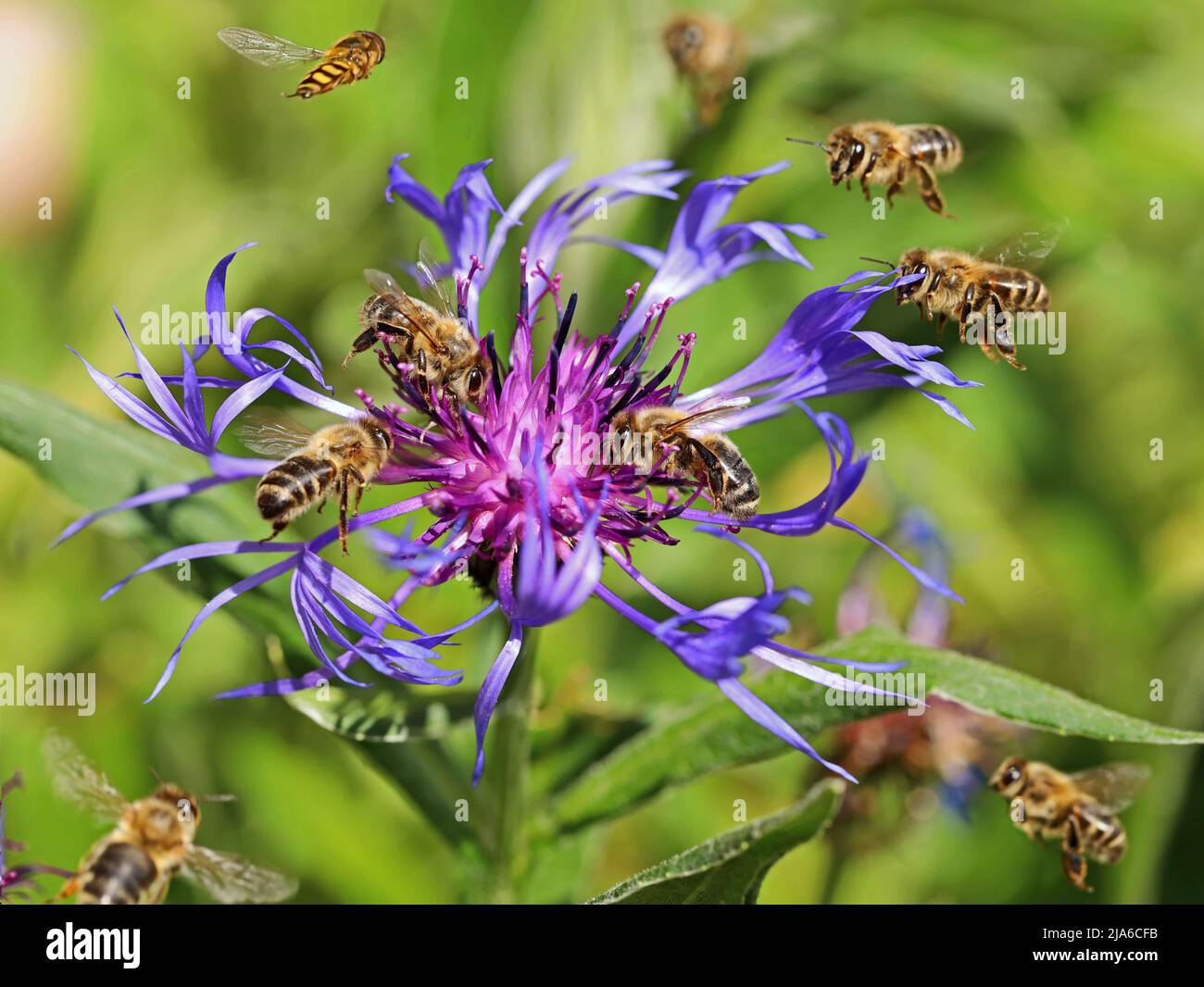 Centaurea montana purple hi-res stock photography and images - Alamy
