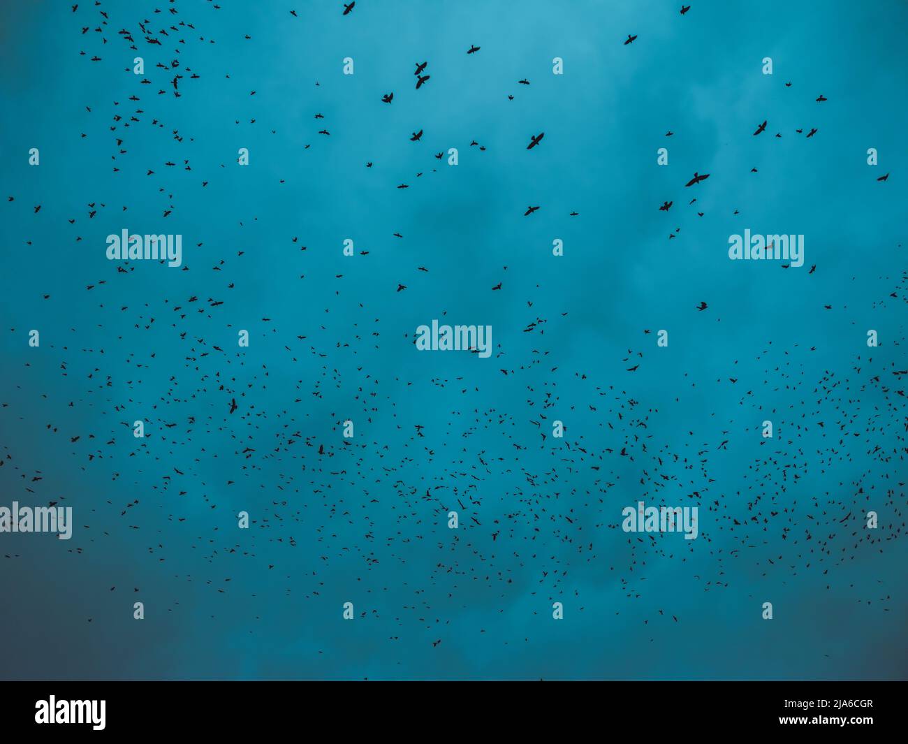 flock of birds silhouette, bottom view Stock Photo - Alamy