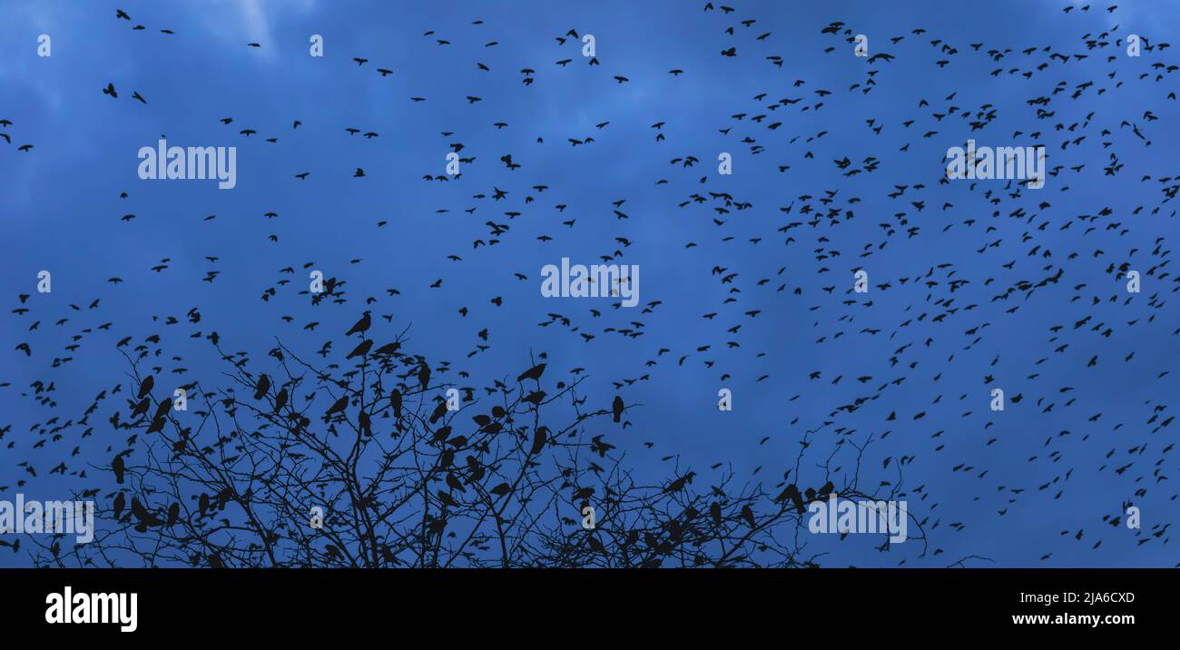 flock of birds silhouette, bottom view Stock Photo - Alamy