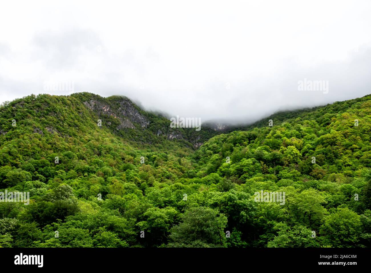 Mountain forest in rainy weather covered with low overcast clouds Stock ...