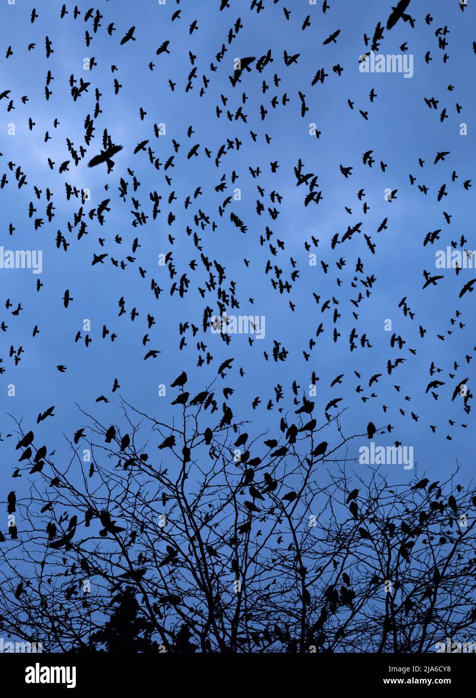 flock of birds silhouette, bottom view Stock Photo - Alamy