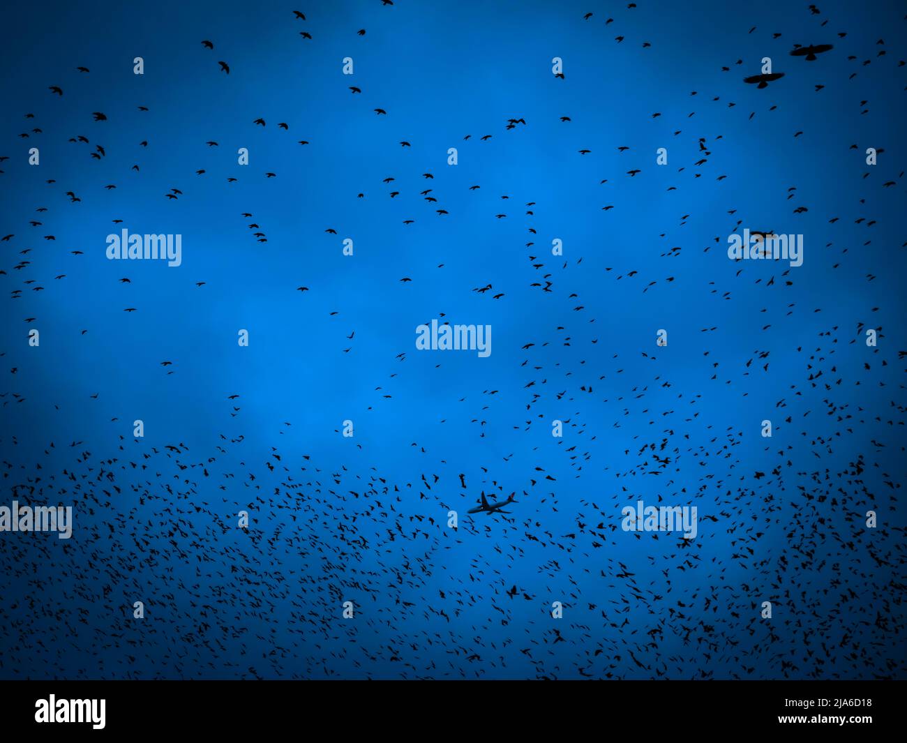 flock of birds silhouette, bottom view Stock Photo - Alamy